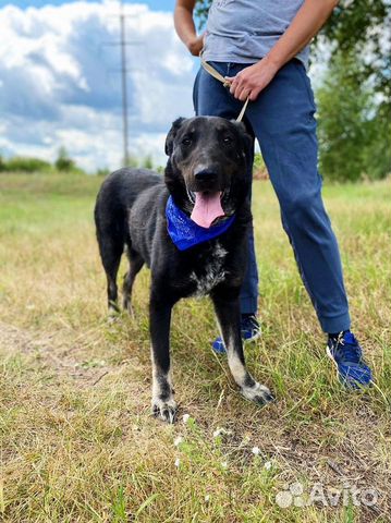Пес Фроди ищет семью. Собака в добрые руки