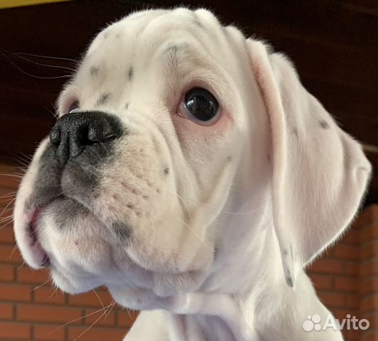 Немецкий боксер