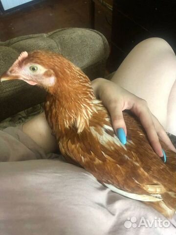 Отдам домашнюю курочку в хорошие руки