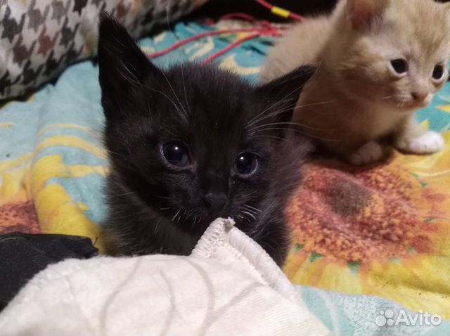 Котята в добрые руки 1 месяц