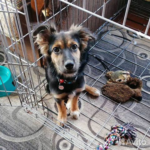 Собака в добрые руки щенок