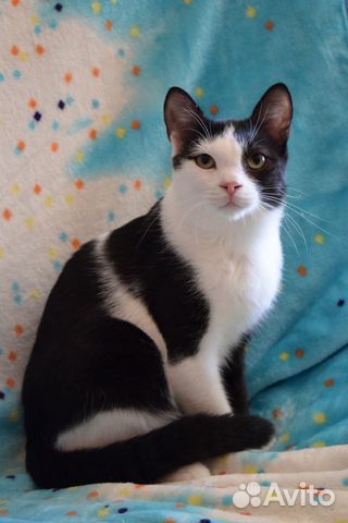 Серьёзный котик Арчи