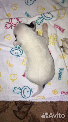 Собаки щенки