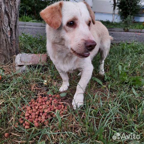 Собака коротколапка