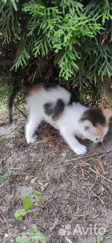 Маленькая кошечка ищет свой домик