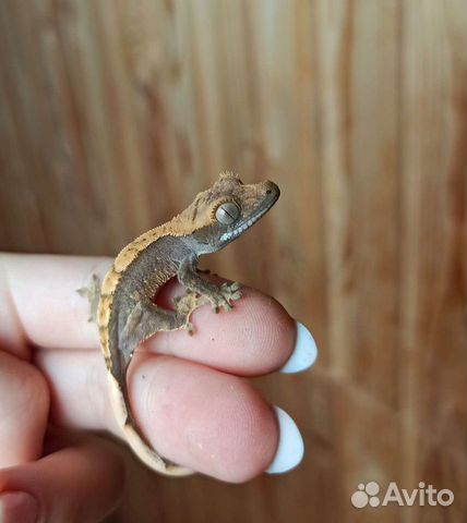 Реснитчатыйе бананоеды