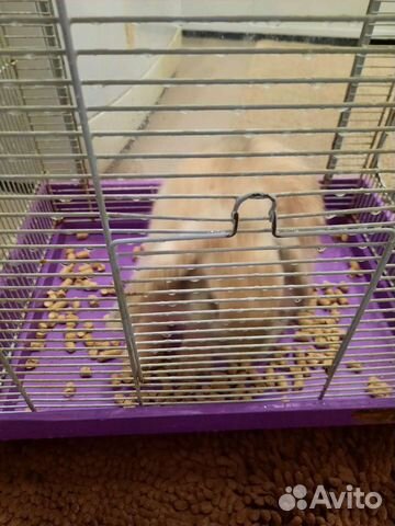 Декоративные кролики вислоухие