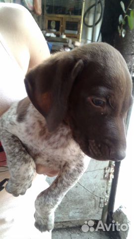 Продам щенков курцхаара