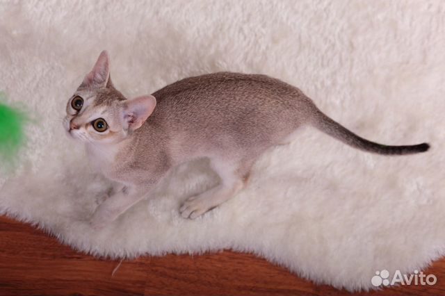 Сингапурские котята