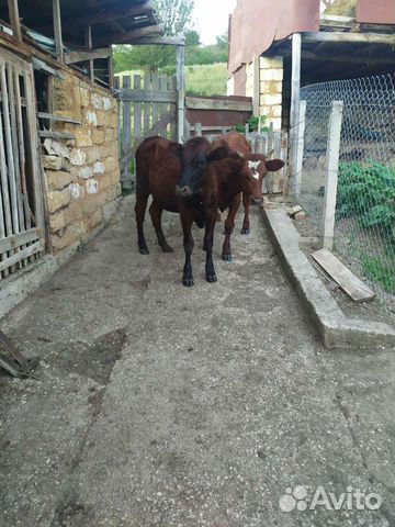 Продам телят