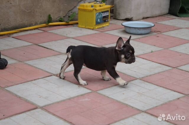 Шоколадные плюшки