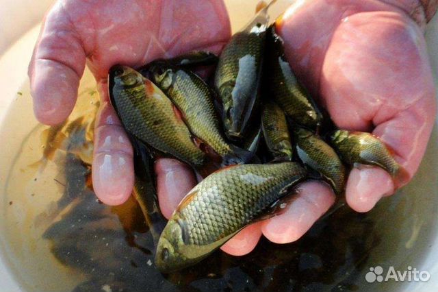 Мальки рыб. Карп, Линь, Толстолобик, по всем вопро