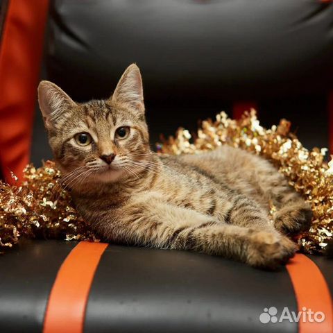 Кошечка Клеопатра ищет дом