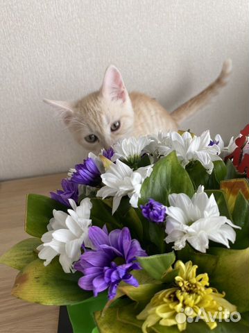 Кот шотландец