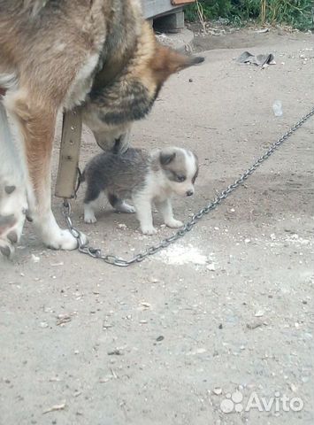 Маленькая собака в добрые руки