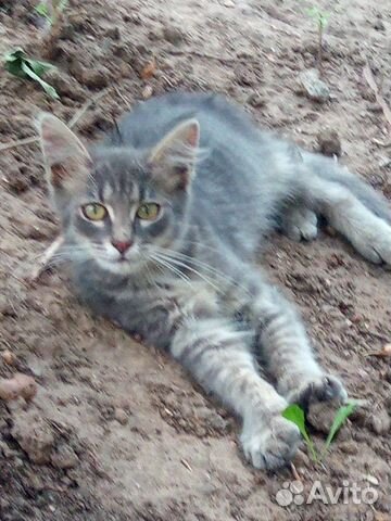 Котята от сибирской кошки