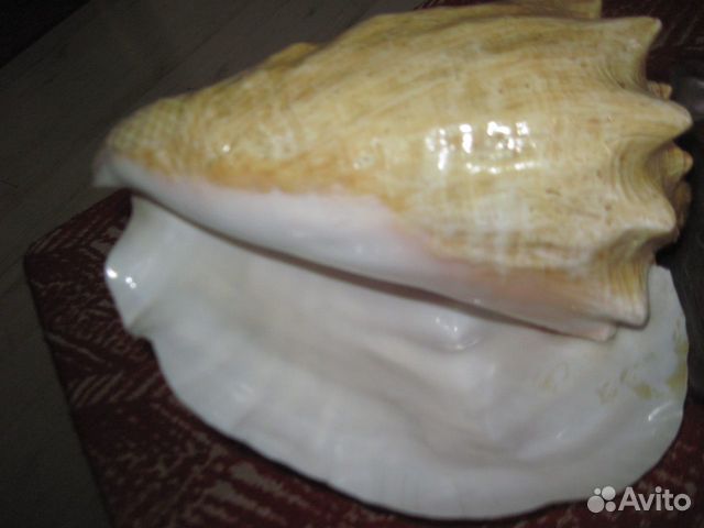 Ракушка рапана для аквариума и интерьера