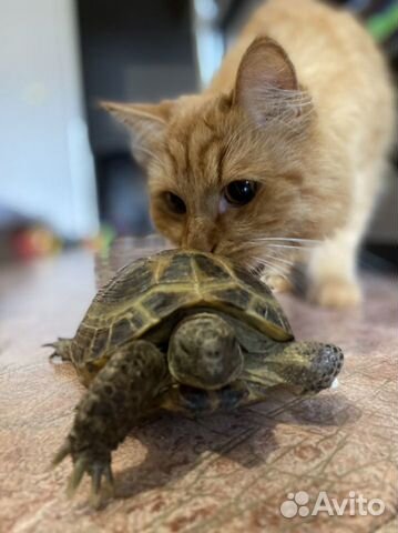 Черепаха сухопутная