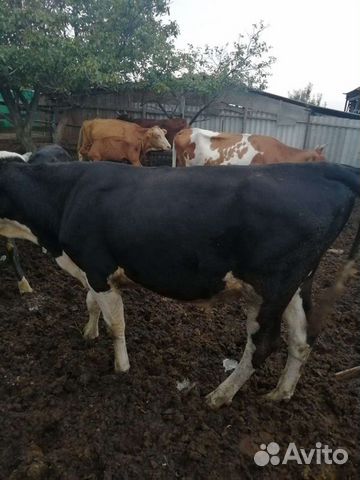 Быки на откорм
