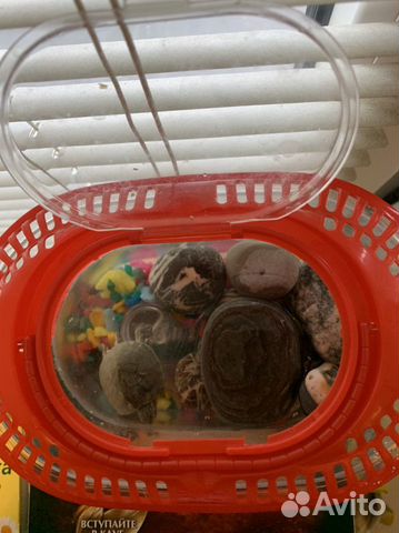 Черепашка морская