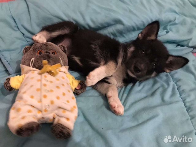 Плюшевый щенок ищет дом