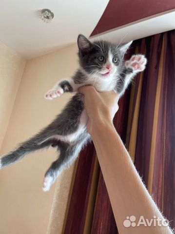 Котенок Британец