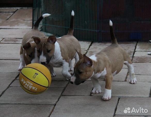 Щенки мини бультерьера