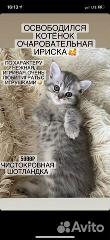 Шотландские котята