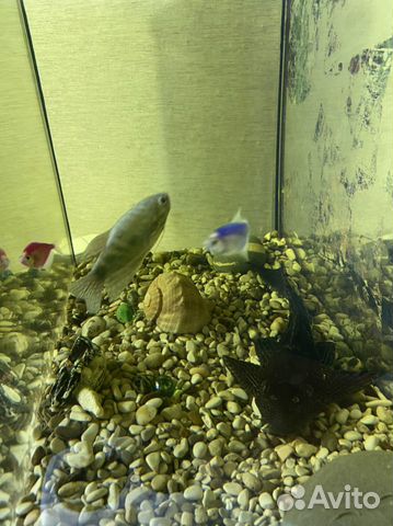 Аквариум с рыбками