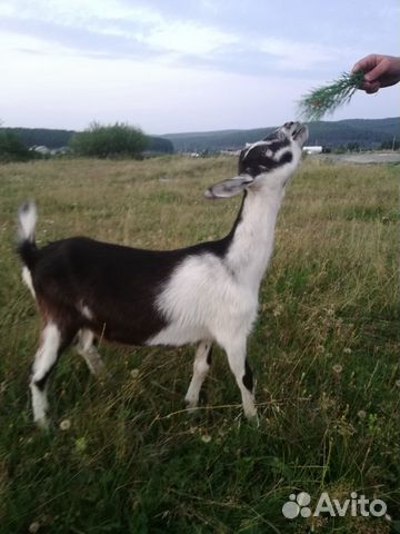 Альпийская коза