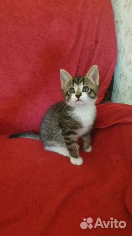 Котенок 2 месяца