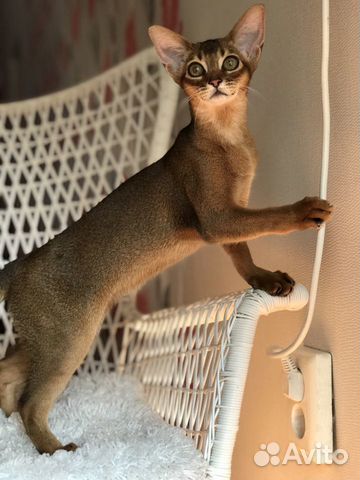 Абиссинский котенок