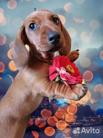 Щенки таксы