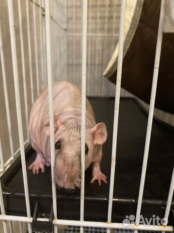 Крыса сфинкс с огромной клеткой