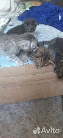 Шотландские котята