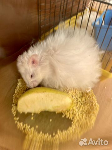 Отдам хомяка бесплатно