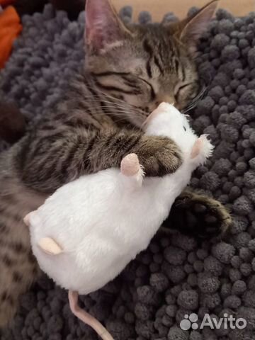 Мушка нежный полосатый тигренок