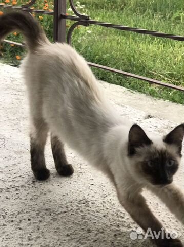 Сиамская кошечка с голубыми глазами