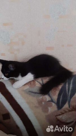 Кошки в добрые руки бесплатно