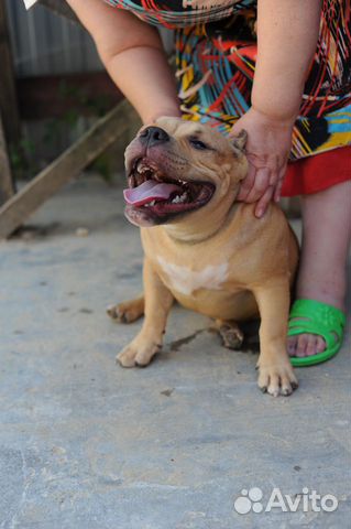 Мальчик американский булли