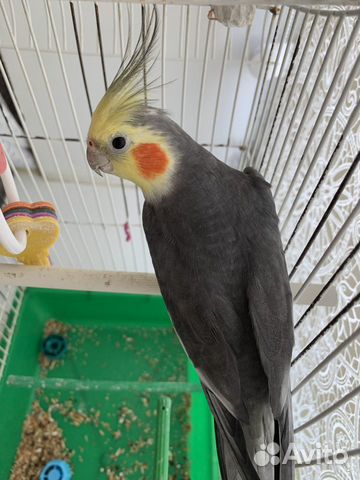 Попугай корелла с клеткой