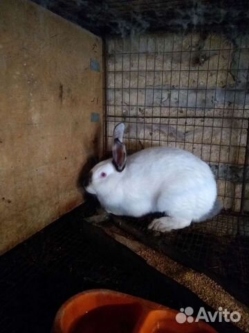 Кролики Калифорнийские