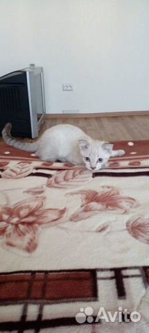 Продам шотландского коненка