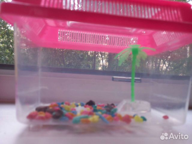 Красноухая черепаха