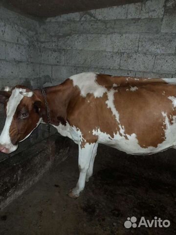 Коровы дойные молочные