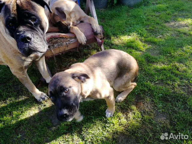 Щенки бесплатно