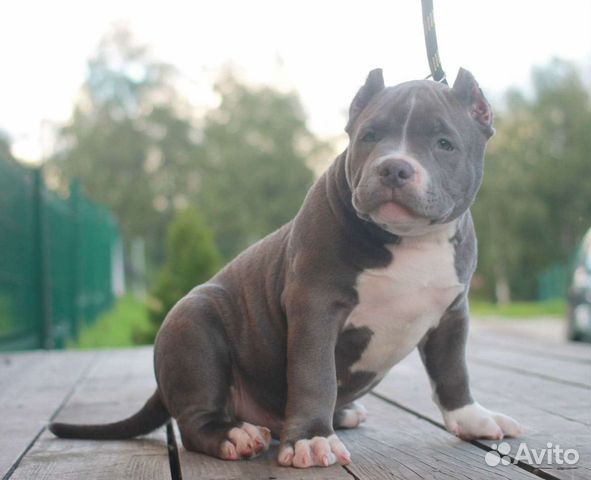 Американский булли