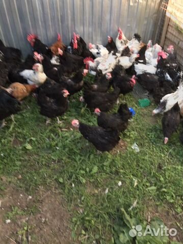 Породистые несушкичерные Огром Петухи и Куры