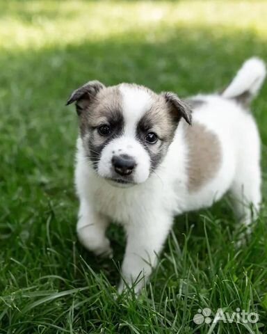 Щенята 2 мес