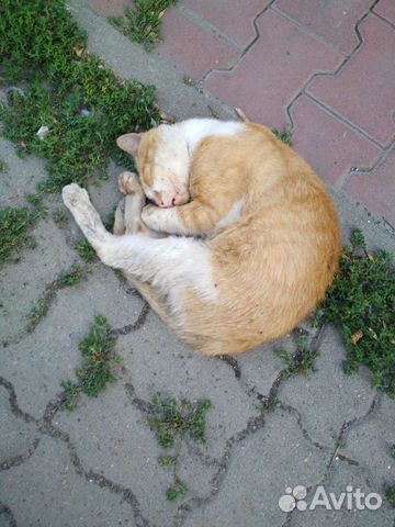 Коту требуется лечение и дом фин куратор